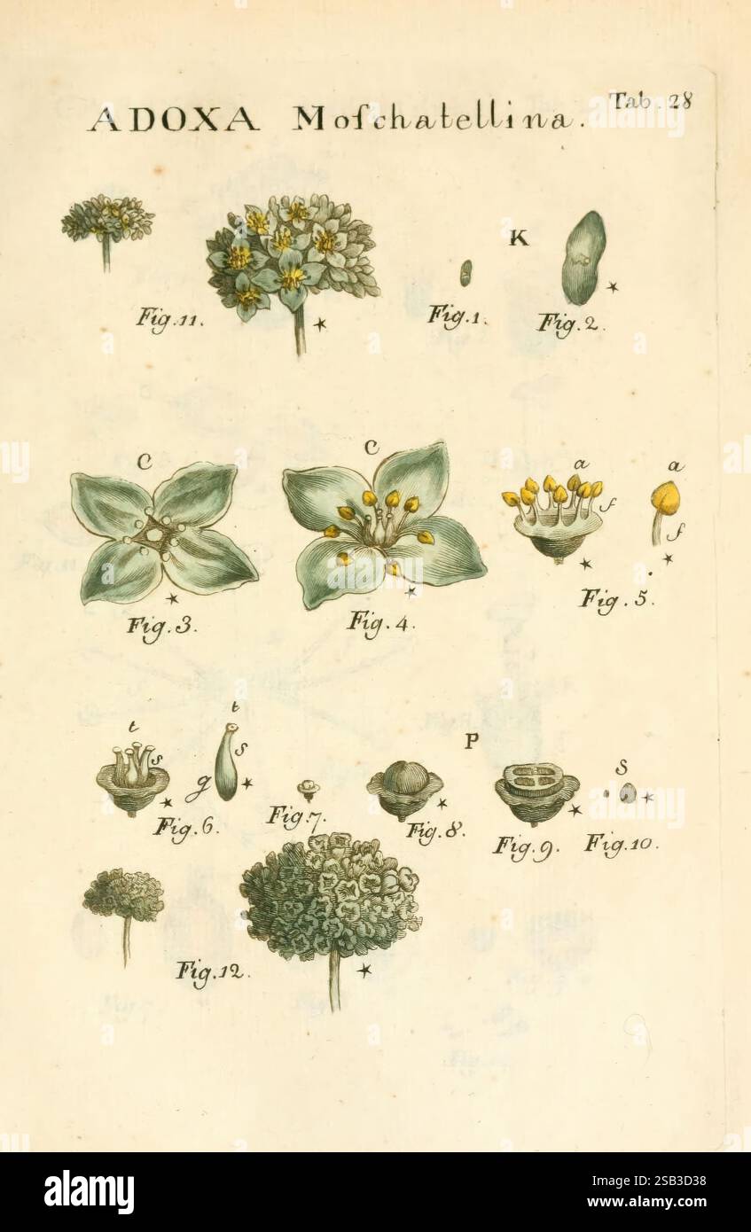 Illustratio systematis sexualis Linnaeani Francofurti ad Moenum ...