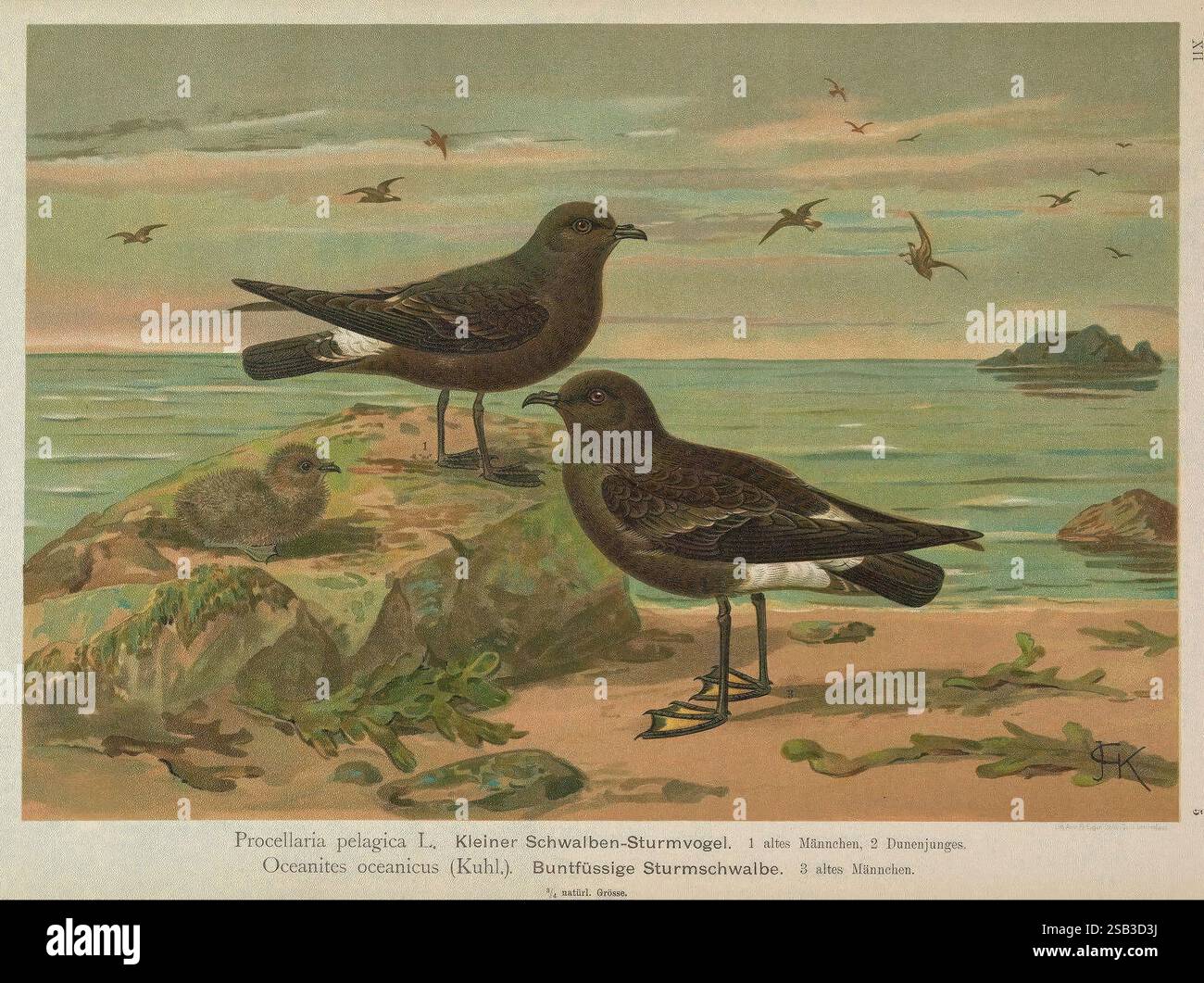 How to identify rocks hi-res stock photography and images - Alamy