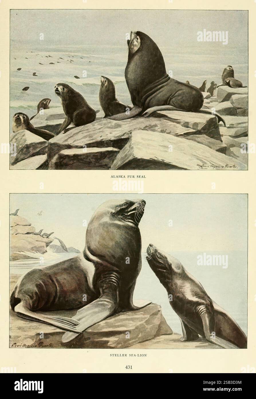 Upper portion features alaska fur seals hi-res stock photography and ...