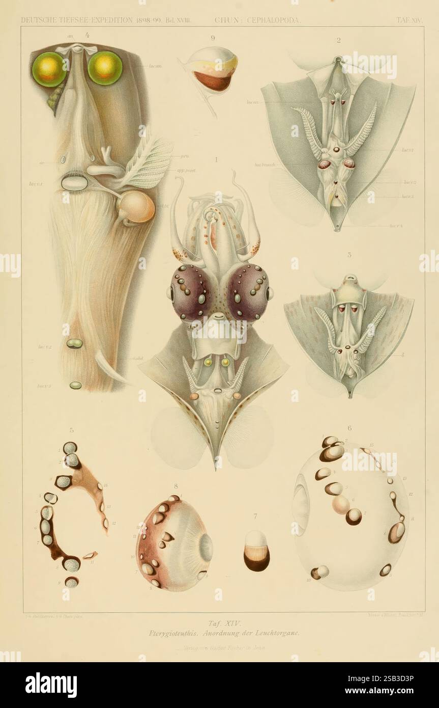 Die Cephalopoden. Bd. 18, T.1 Atlas, Jena, G. Fischer, 1910-1915 ...