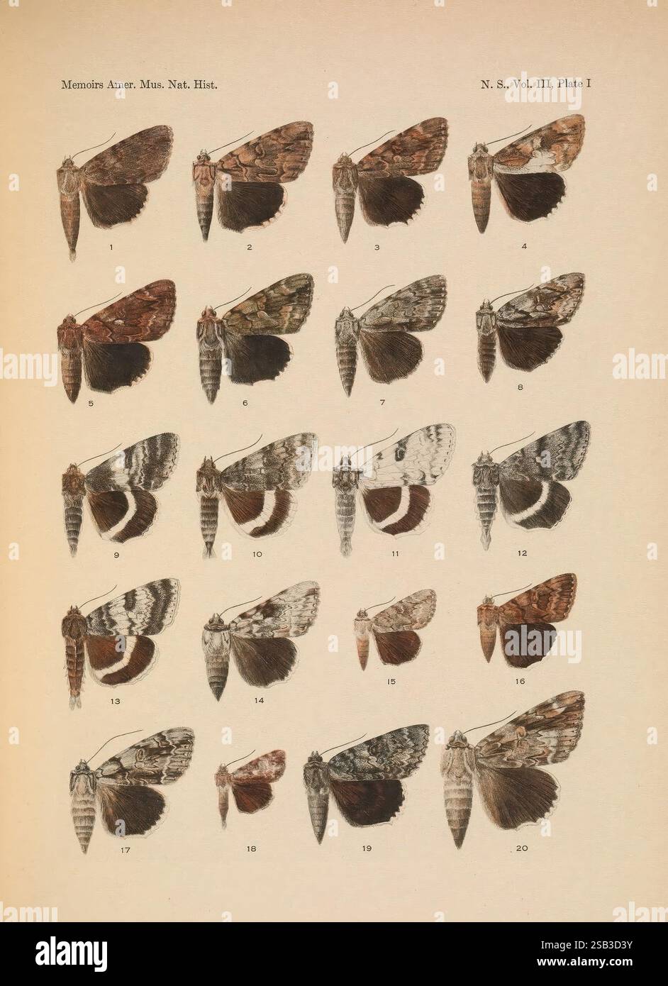 Detailed compilation showcases hi-res stock photography and images - Alamy