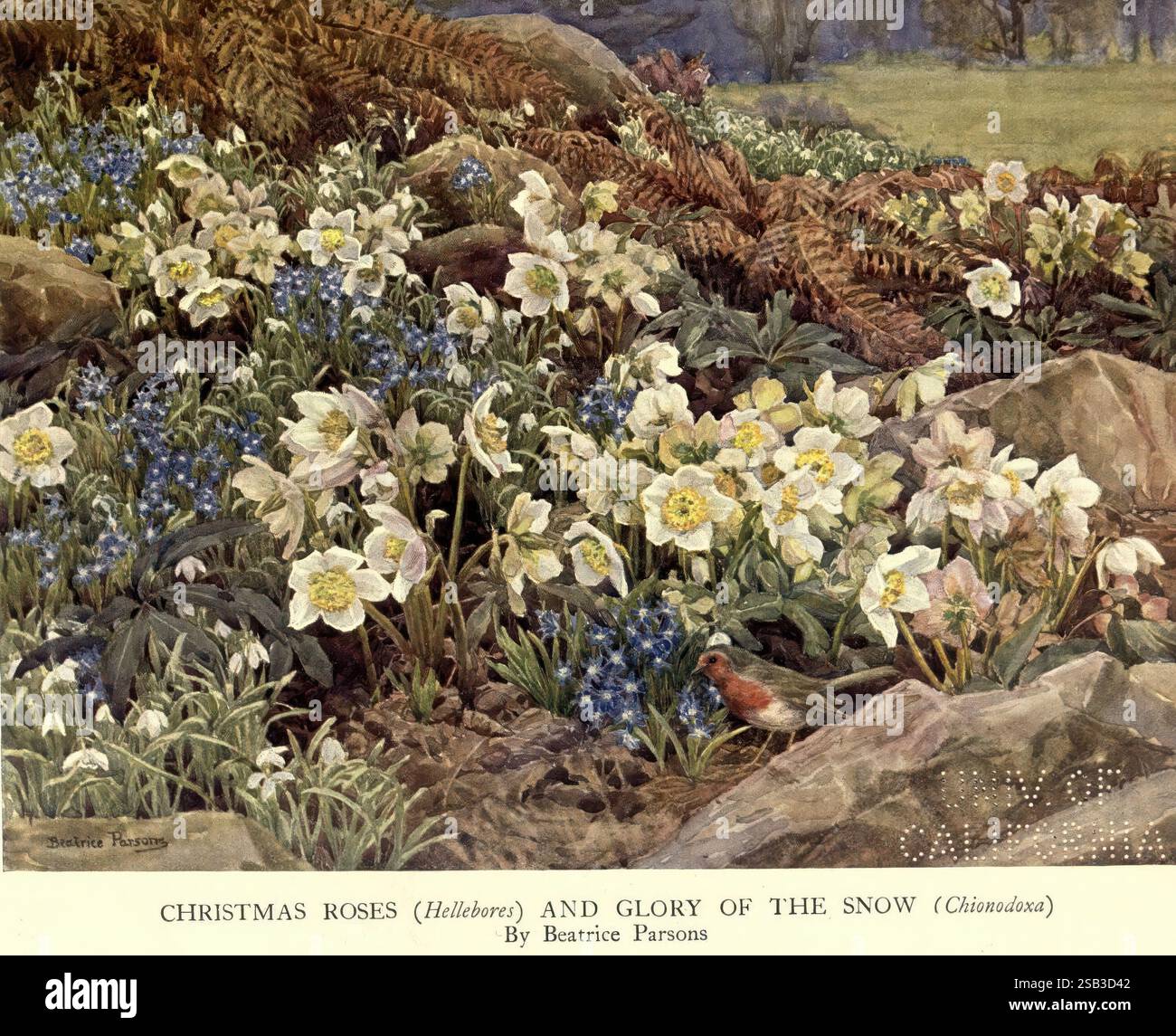 Science margaret helen waterfield hi-res stock photography and images ...