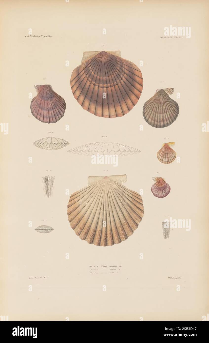 Two larger scallop shells hi-res stock photography and images - Alamy