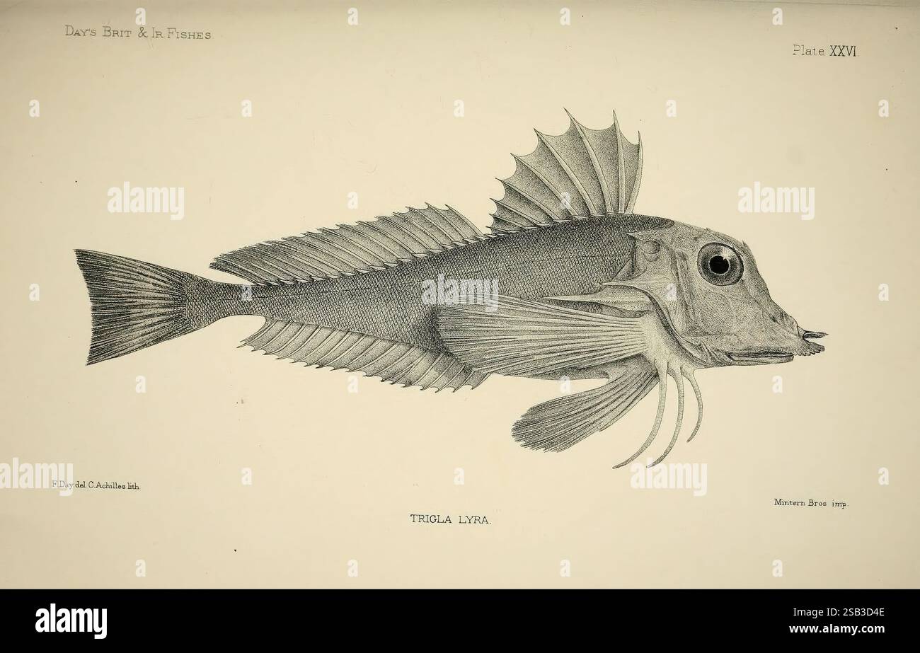 The fishes of Great Britain and Ireland Edinburgh Williams and Norgate ...