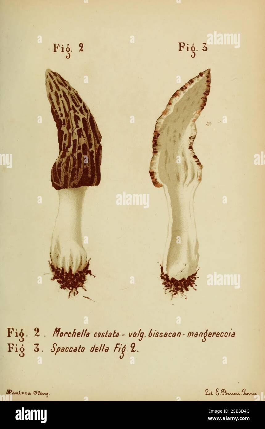 Trattatello popolare sui funghi, Pavia, premiata tipografia fratelli ...