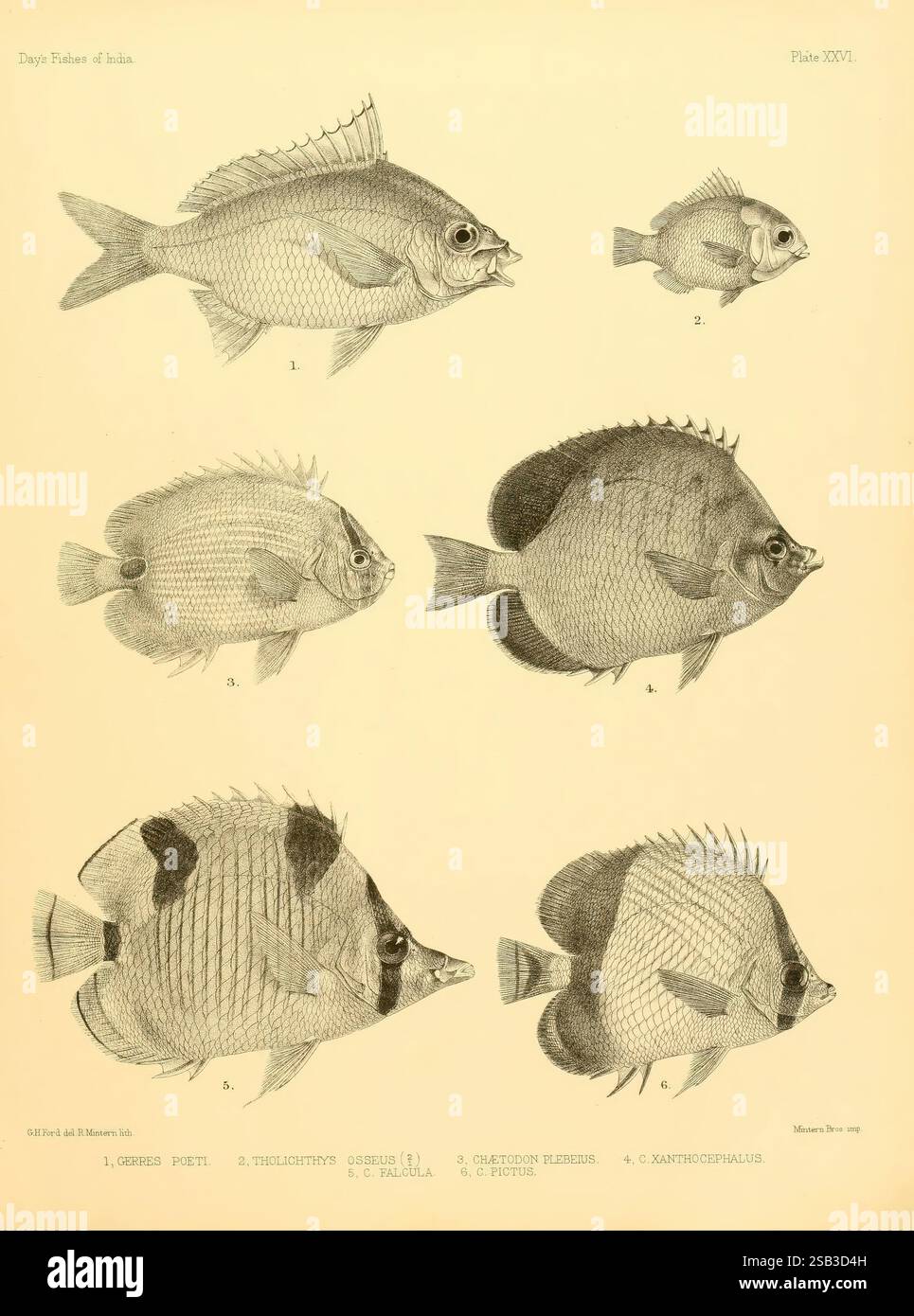Top row features three distinct fish hi-res stock photography and ...
