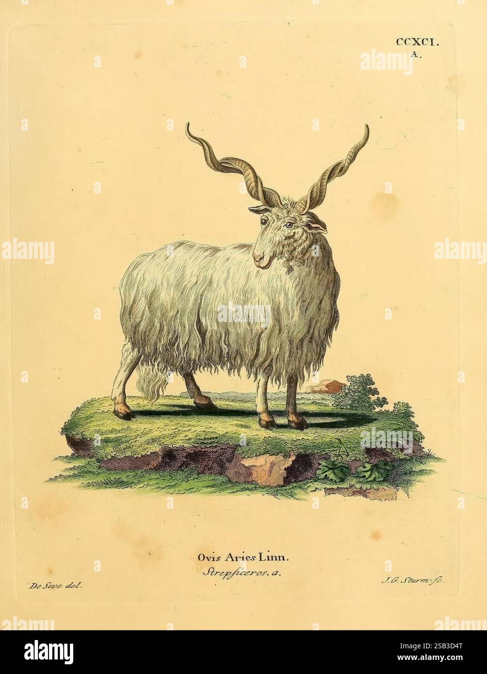 1846 mammals strepsiceros pictorial hi-res stock photography and images ...