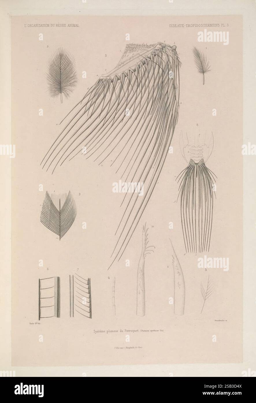 Image features detailed line drawings hi-res stock photography and ...