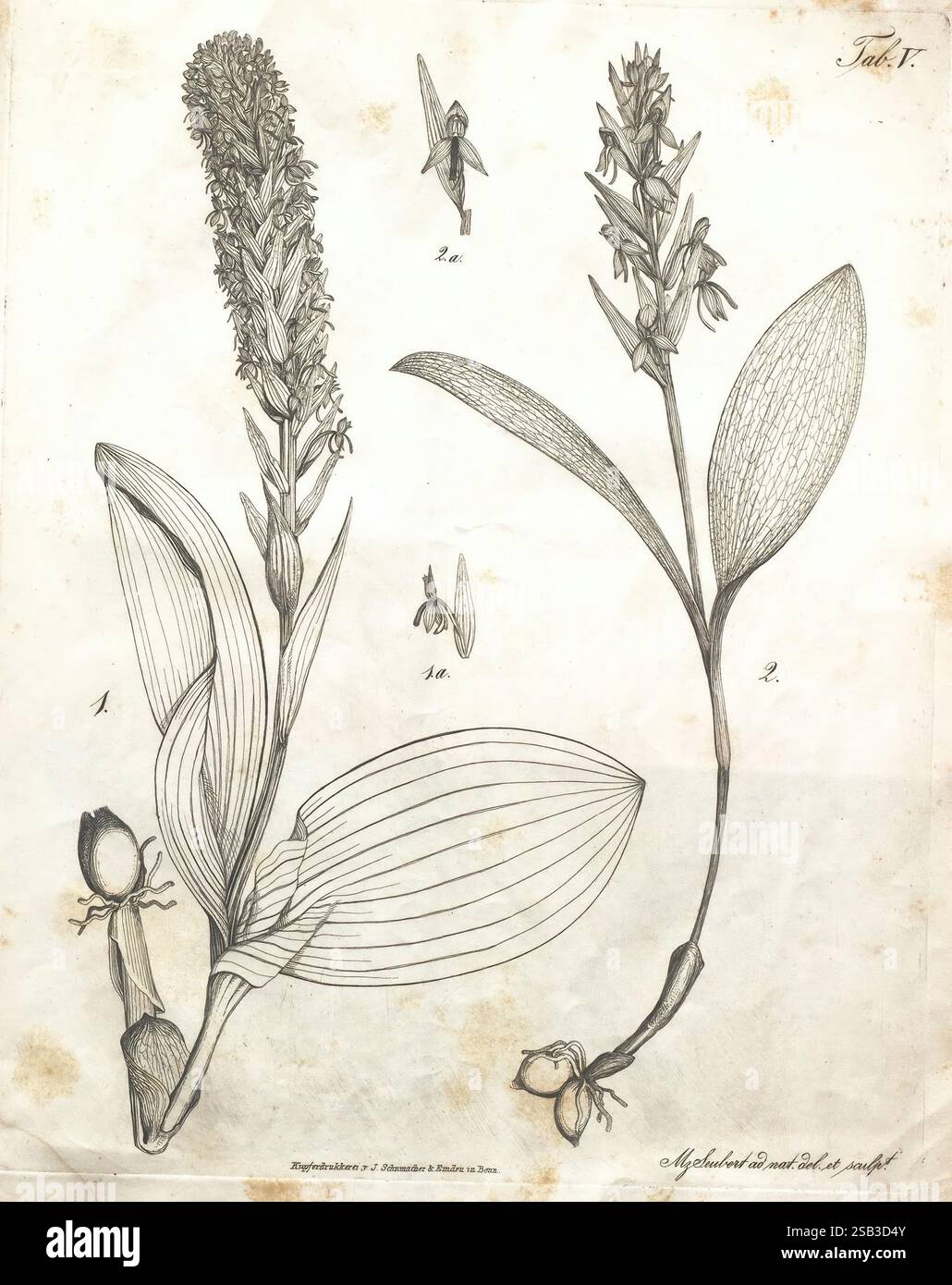 Flora Azorica, Bonnae, Apud A. Marcum, 1844, plants, botany, catalogs ...