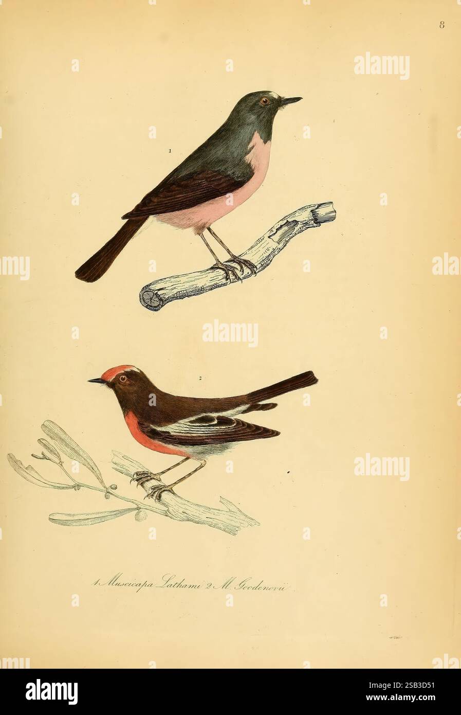 Illustrations of Ornithology Dublin Longman, Rees, Orme, Brown, & Green ...