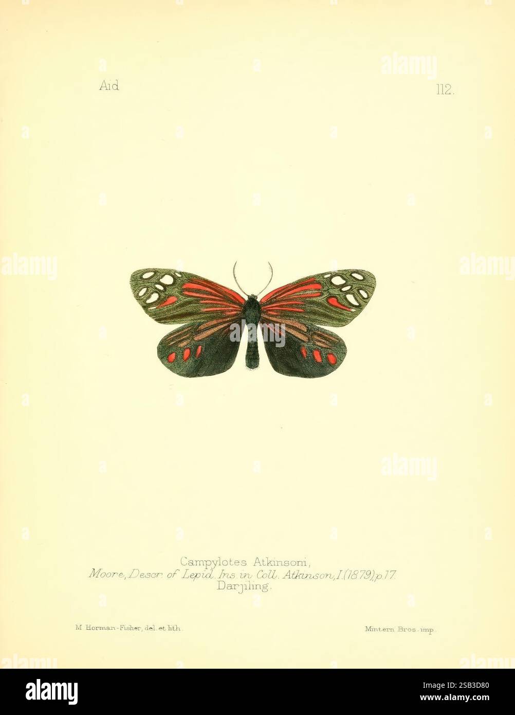 Aid to the Identification of Insects, London, E.W. Janson, 1880-90 ...