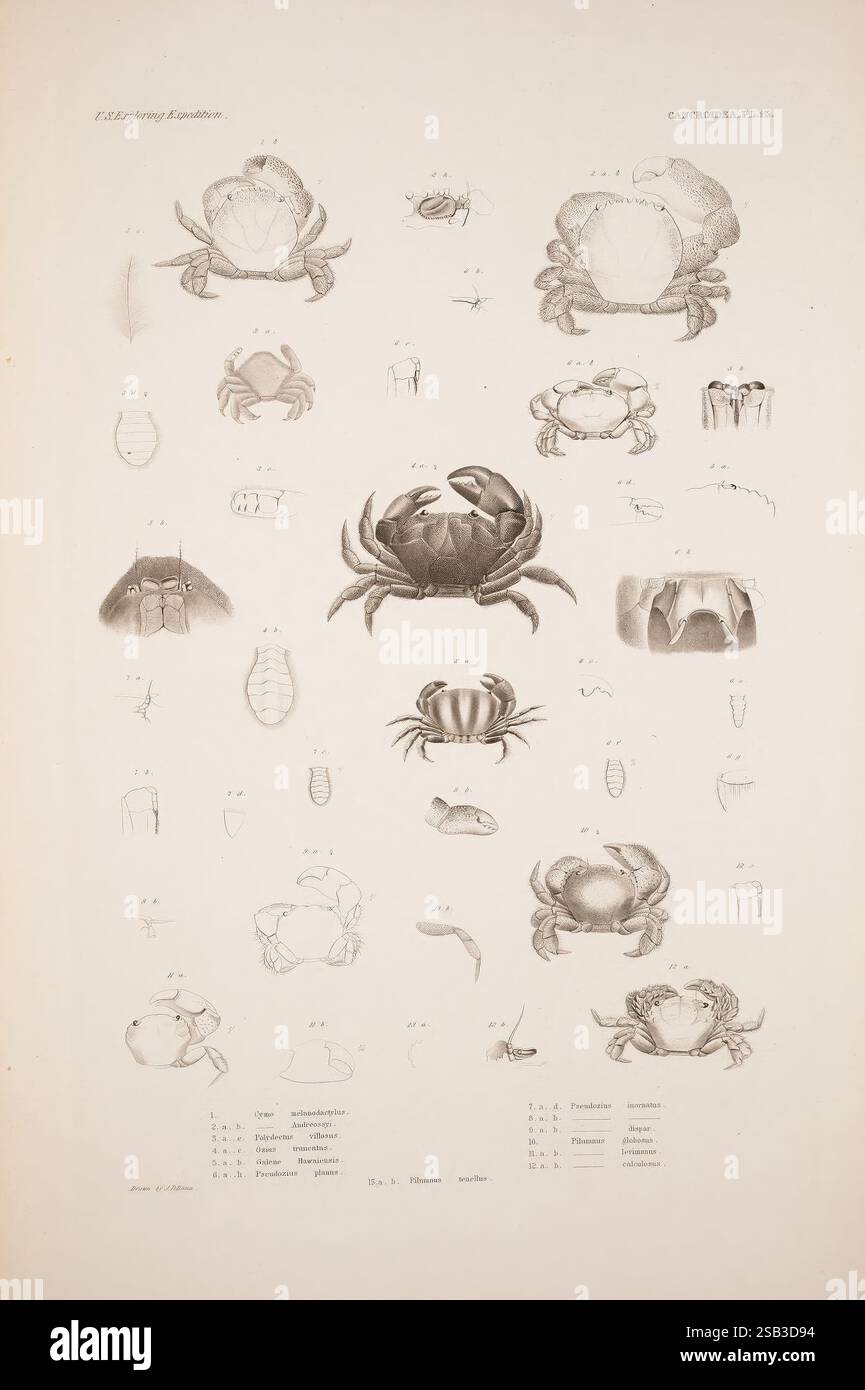 Detailed representation of different species of crabs hi-res stock ...