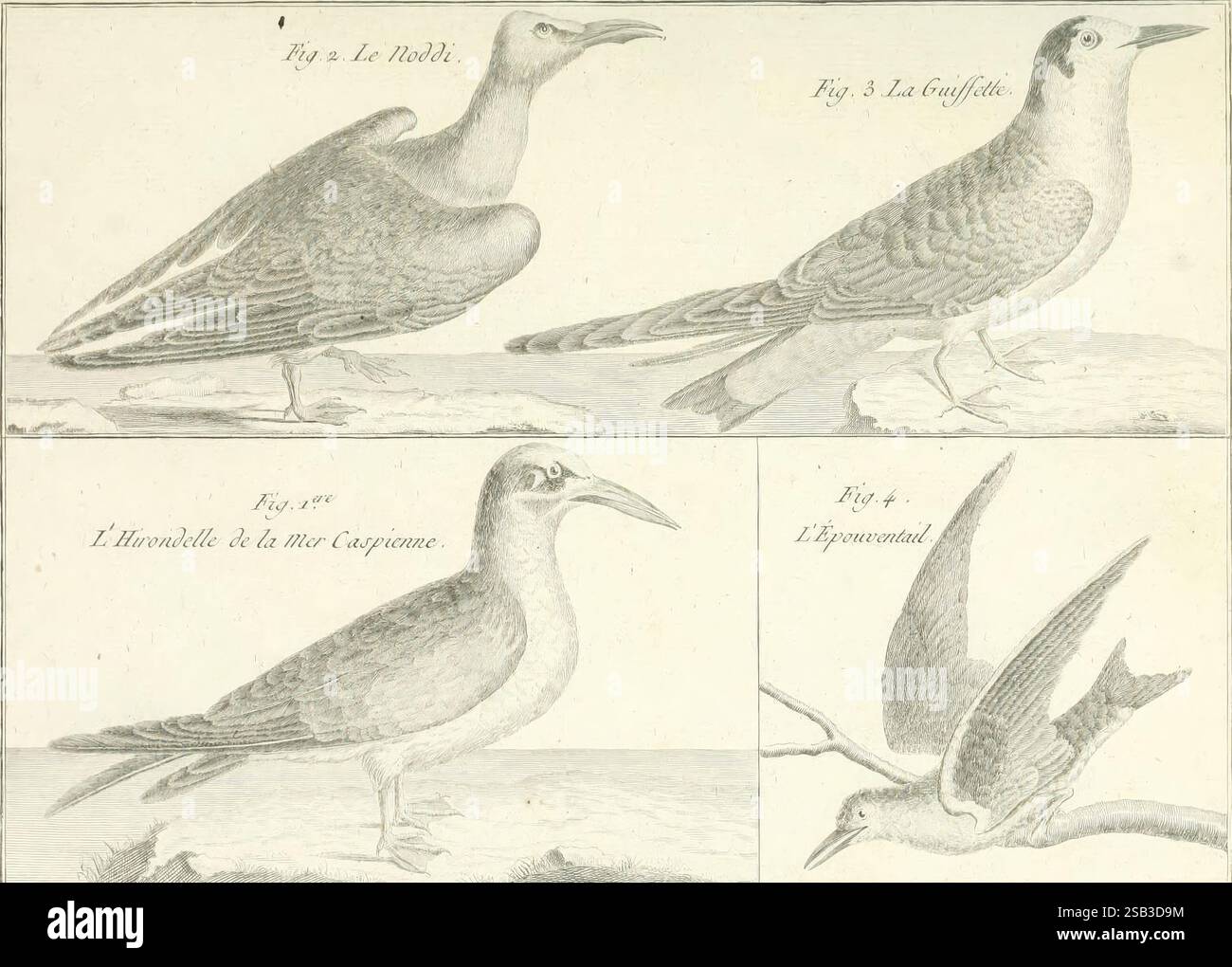 Specialized feet adapted hi-res stock photography and images - Alamy