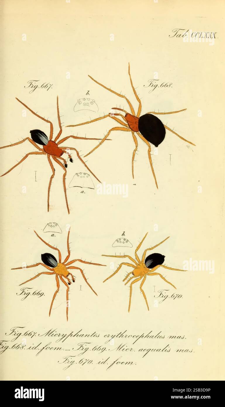 Depictions of several spider species hi-res stock photography and ...