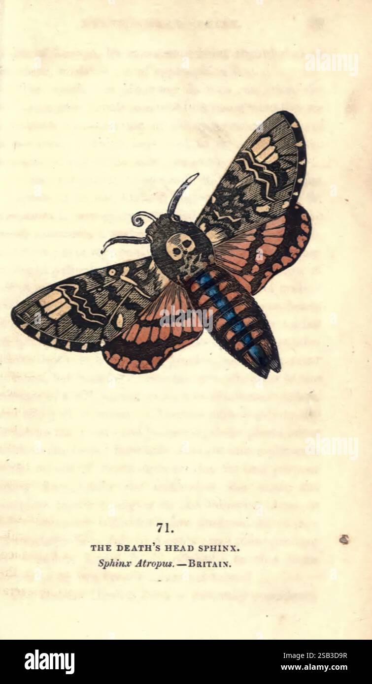 The book of butterflies, sphinxes and, London, Whittaker, 1832-34 ...