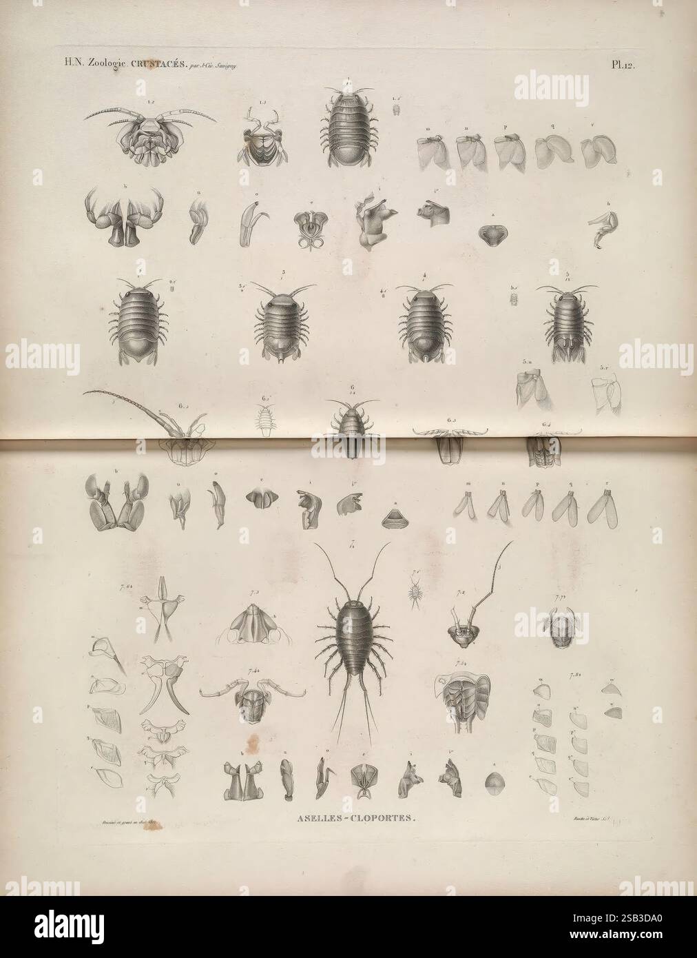 Iconographie des Crustacés et des Arachnides de l'Égypte, Paris, De l ...