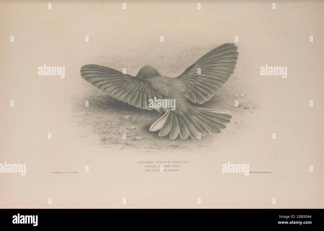 The British Warblers, London, R. H. Porter, 1907-1914, Great Britain ...