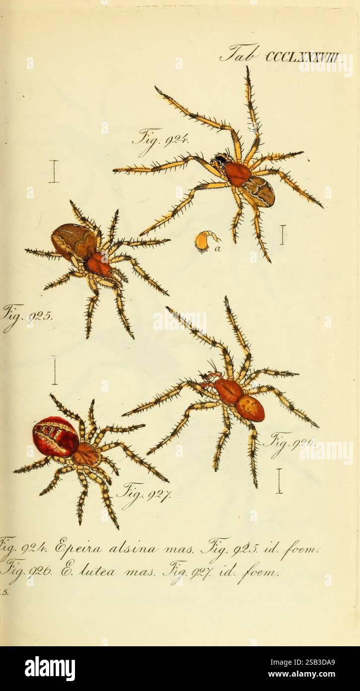 Detailed depictions of spiders in different orientations hi-res stock ...