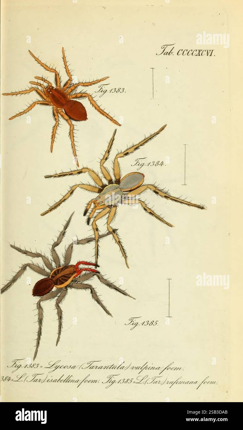 Middle spider features hi-res stock photography and images - Alamy