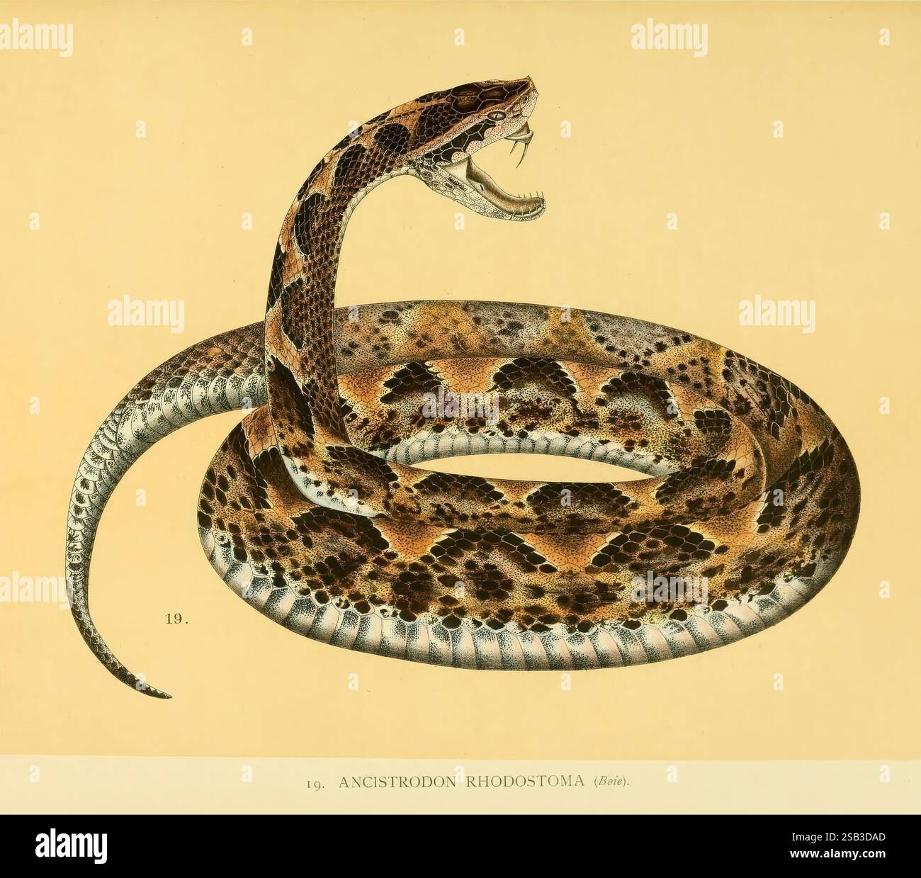 Snakes skin contrast hi-res stock photography and images - Alamy