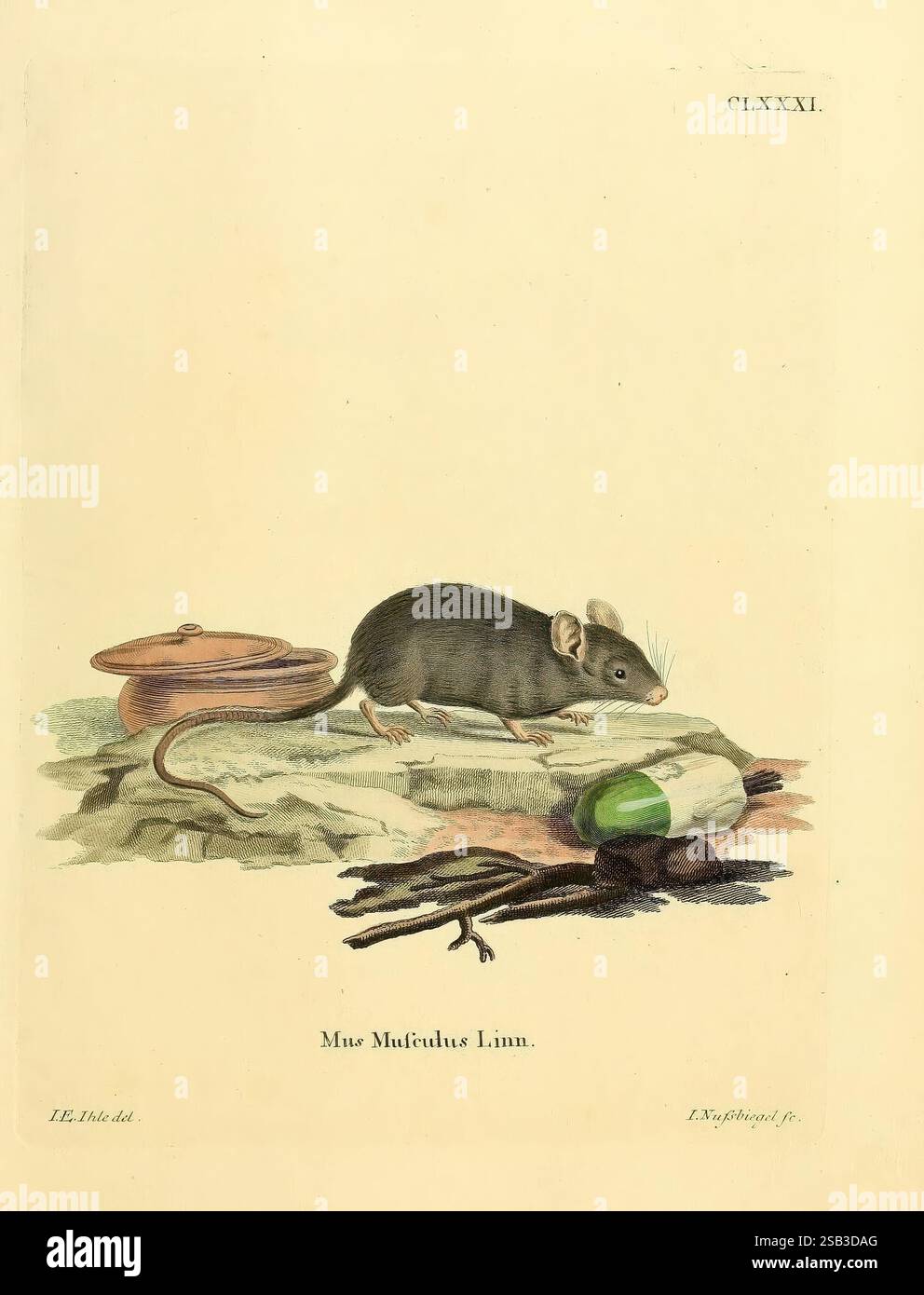 Mus musculus linnaeus hi-res stock photography and images - Alamy