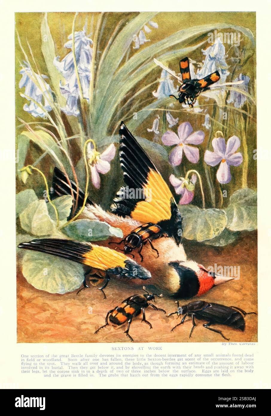 Flurry of vibrant colors hi-res stock photography and images - Alamy