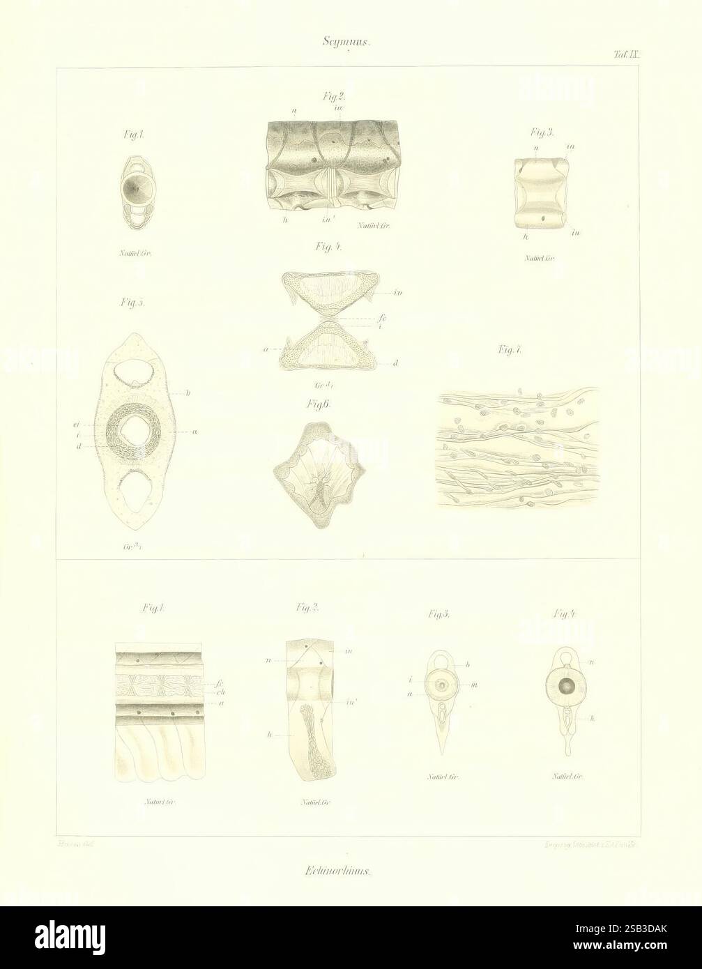 Labeled figure highlights various cellular hi-res stock photography and ...