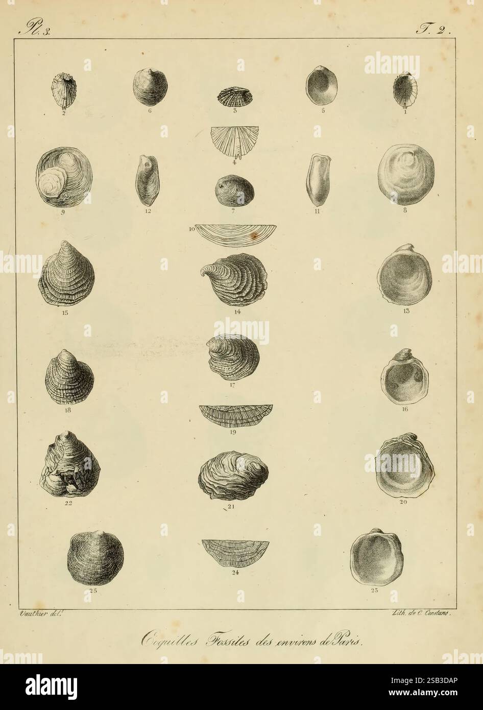 Description, des, coquilles, fossiles, des, environs, de, Paris, Paris ...