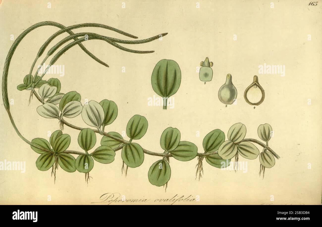 Detailed depictions of various leaf shapes hi-res stock photography and ...