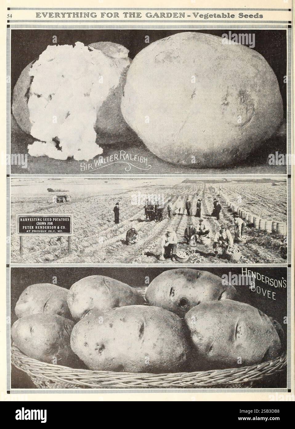 Large sir walter raleigh potato hi-res stock photography and images - Alamy