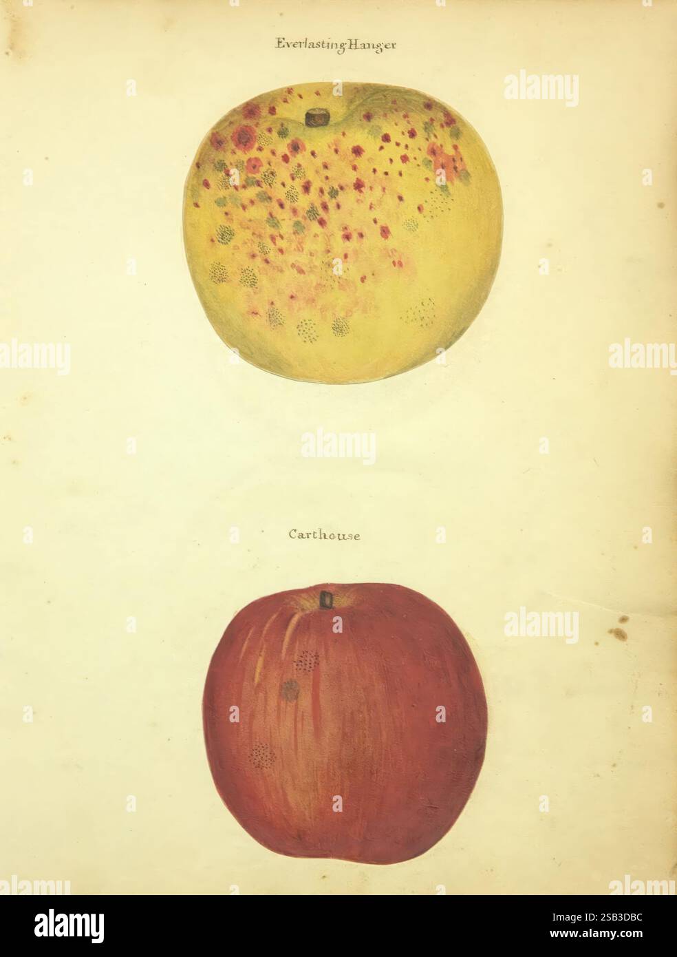 This artwork features two distinct varieties of apples displayed above ...