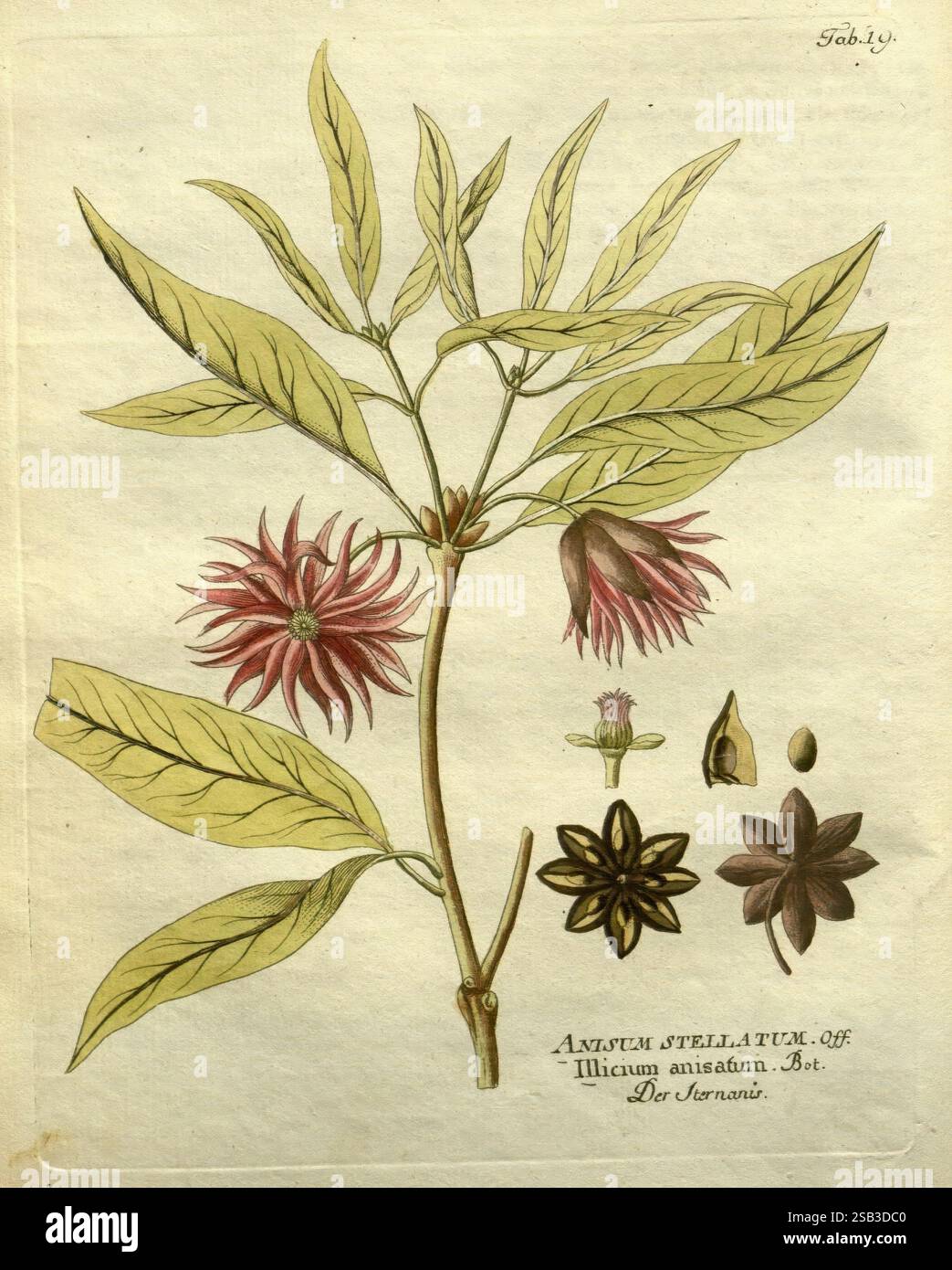 Icones plantarum medico-oeconomico-technologicarum cum earum fructus ...