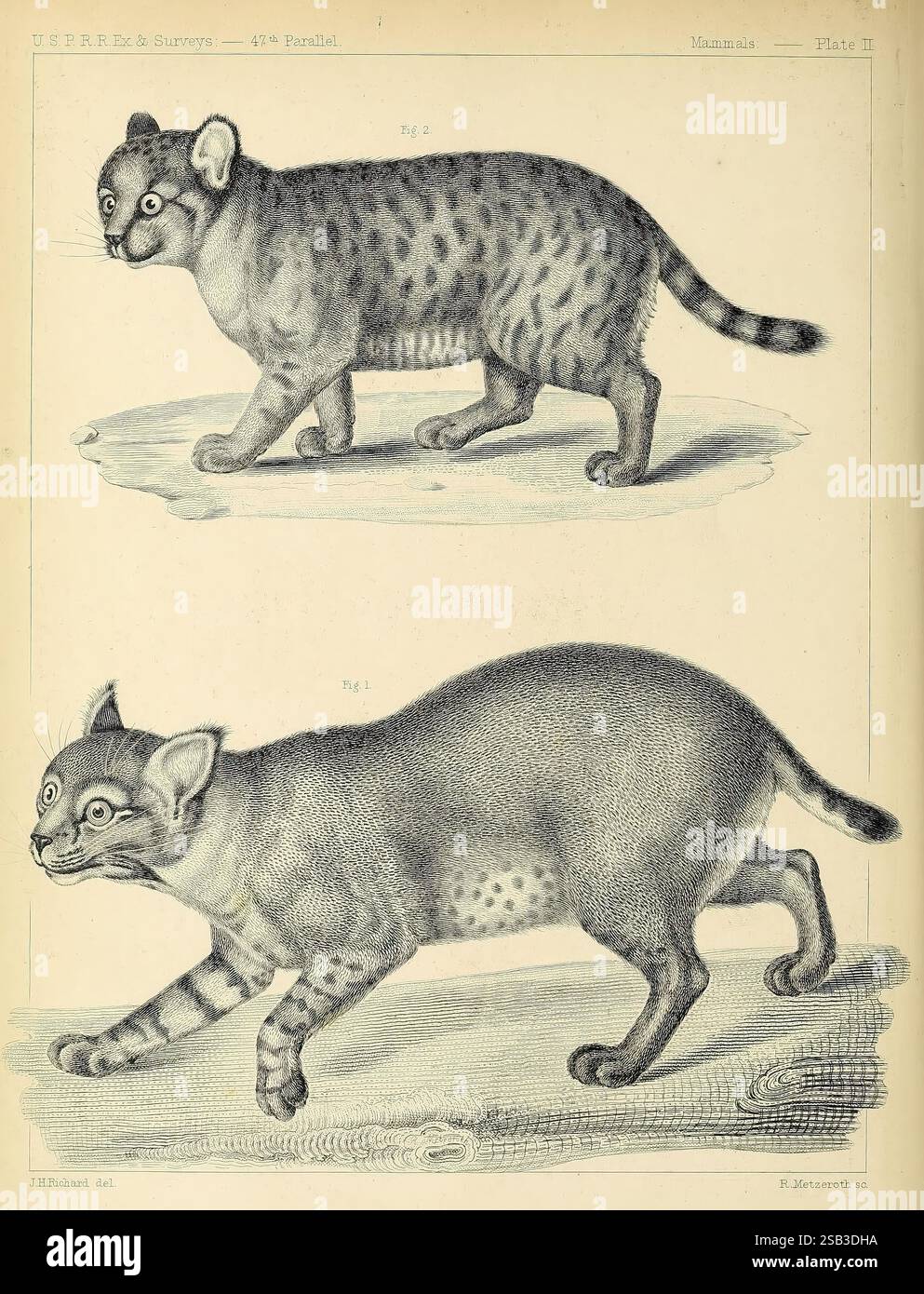Catalogue, North American, mammals, with, drawings, and, proof, of ...