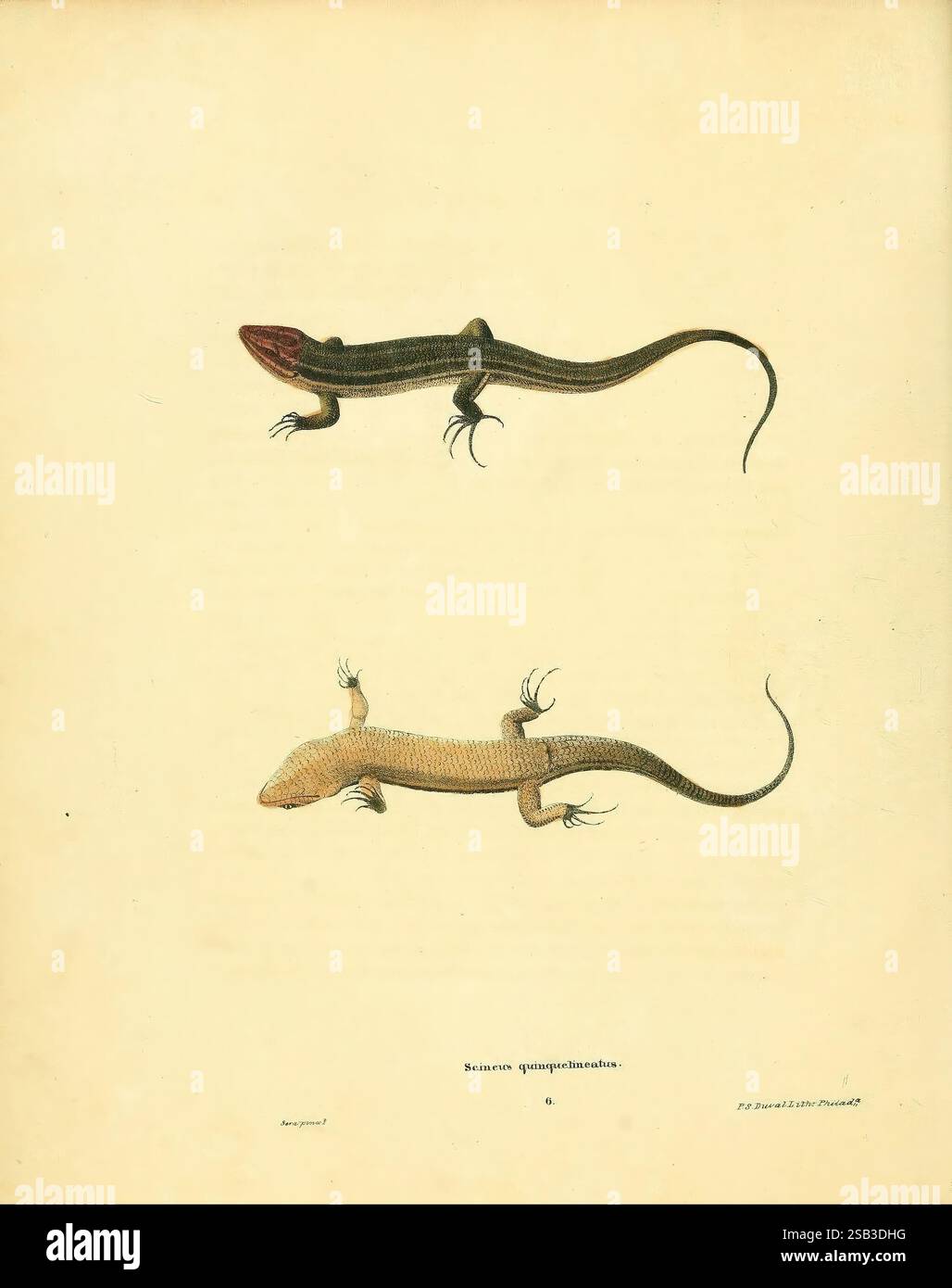 Slender skink hi-res stock photography and images - Alamy