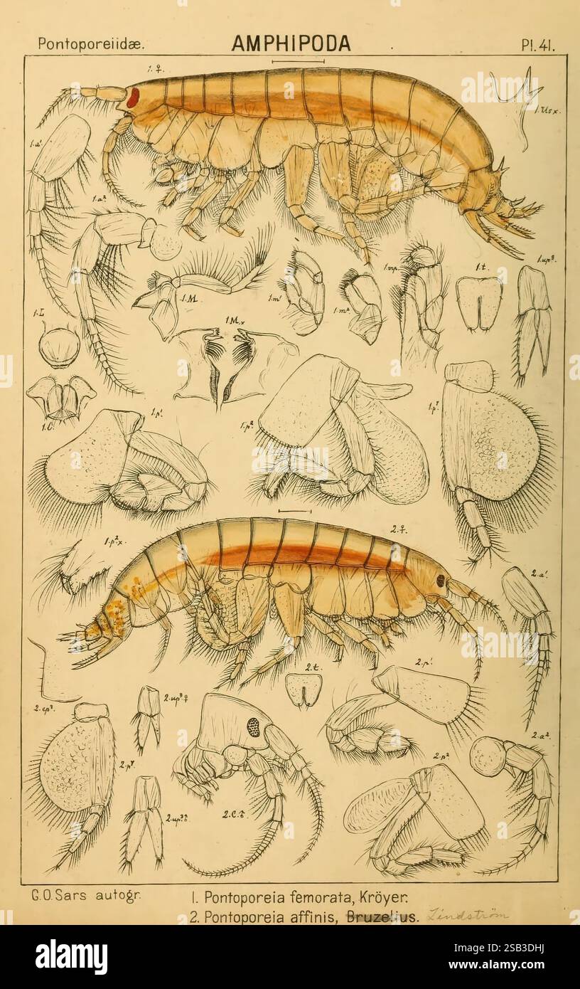 An account of the Crustacea of Norway, Christiania, A. Cammermeyer ...