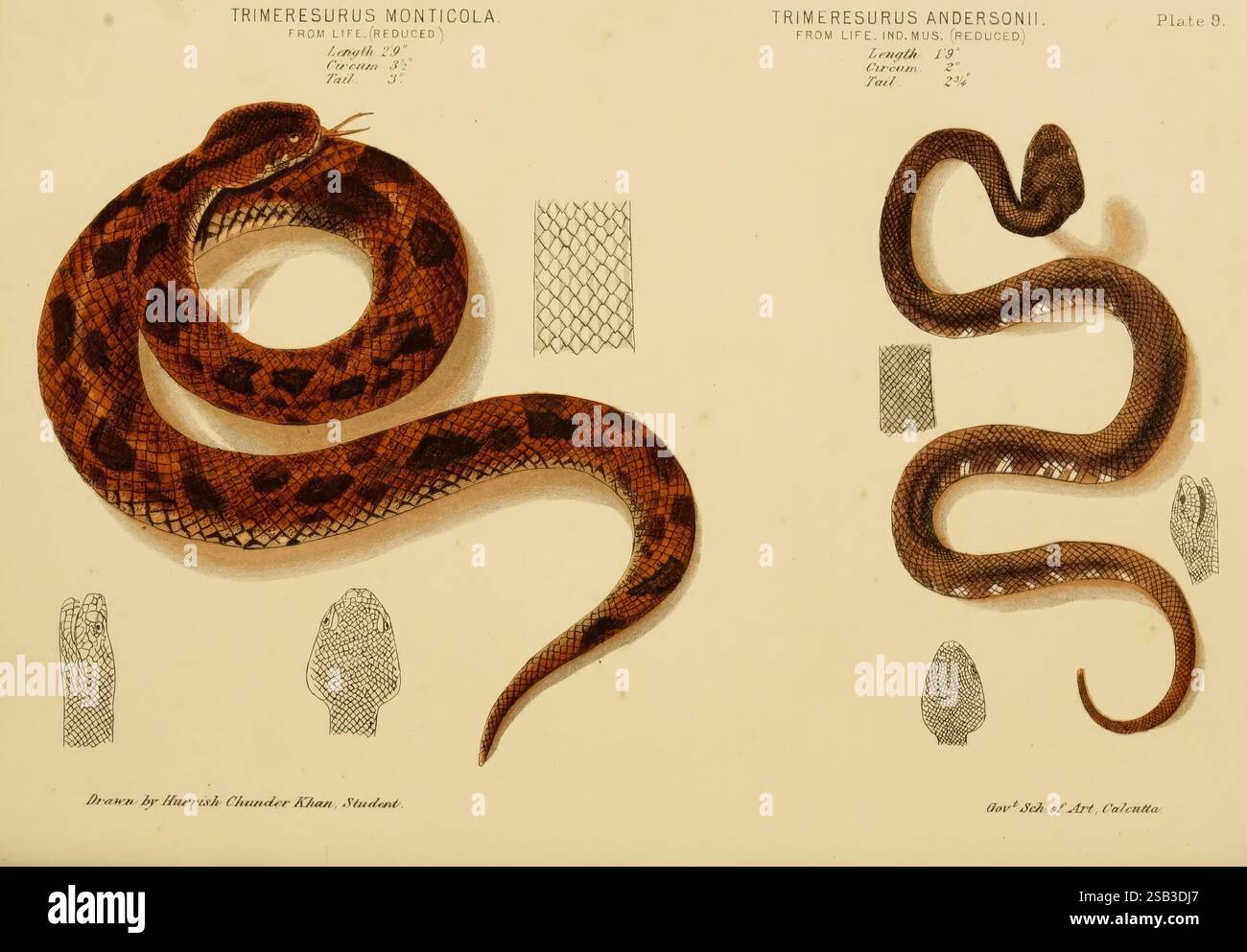 The, poisonous, snakes, of, India, London:, J. & A. Churchill, 1878 ...