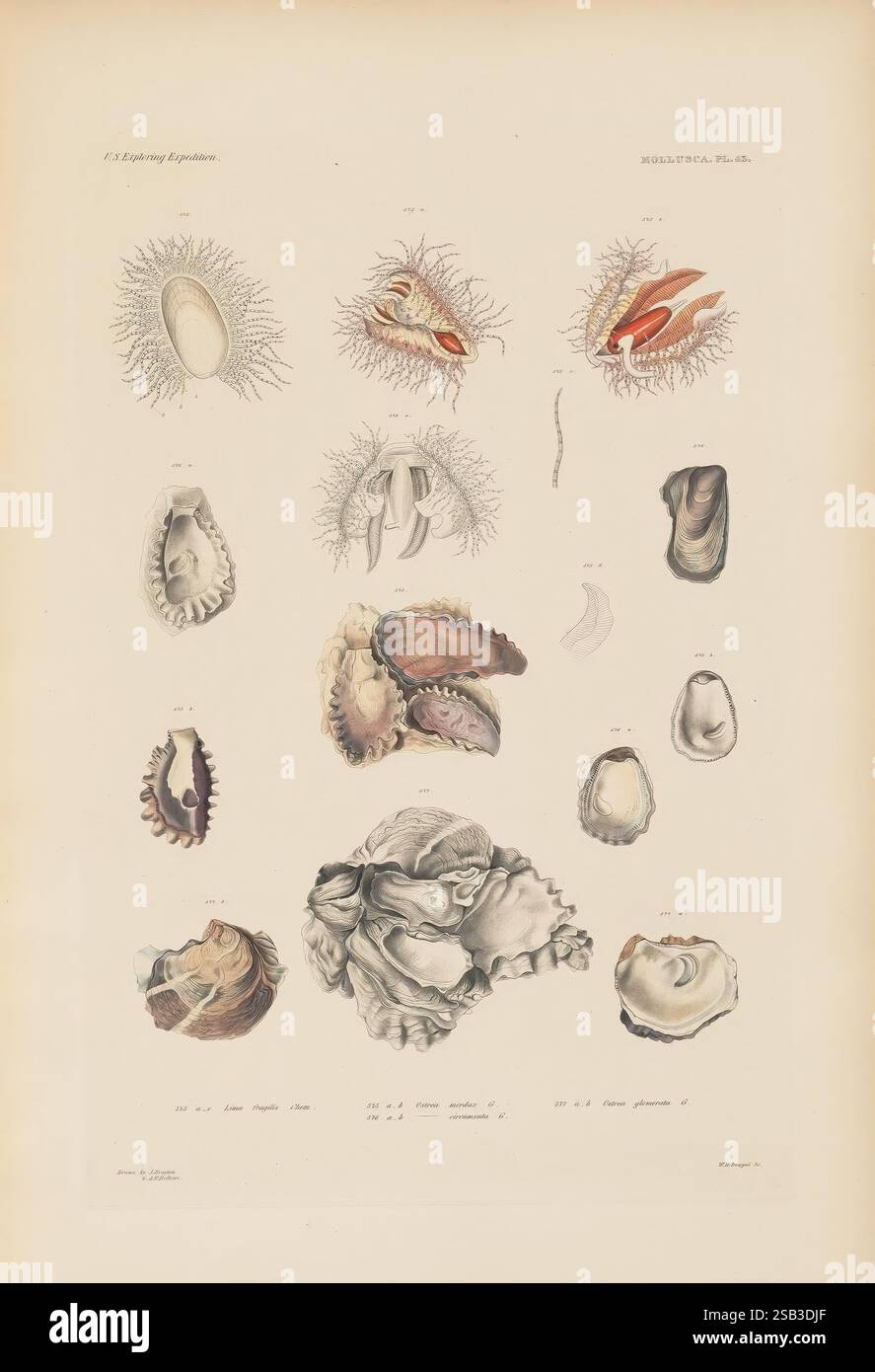 Includes clams hi-res stock photography and images - Alamy