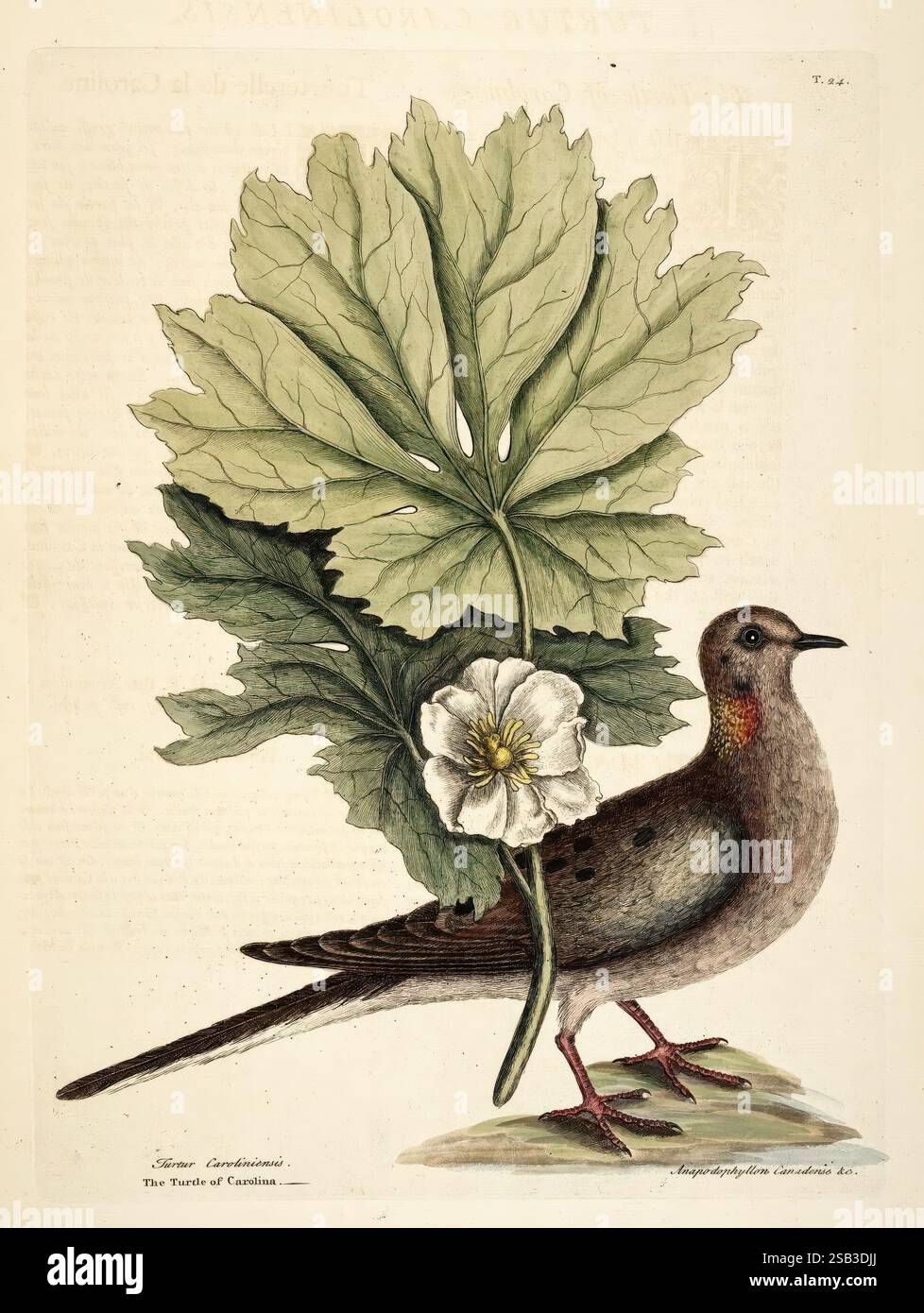 Distinctive mourning dove hi-res stock photography and images - Alamy