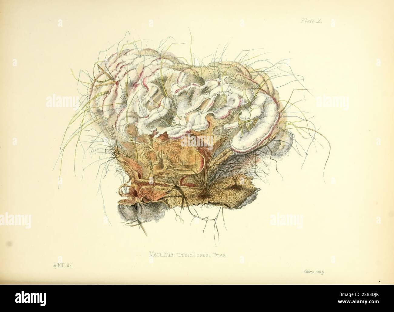 Illustrations of British Mycology, London, Reeve, Benham and Reeve ...