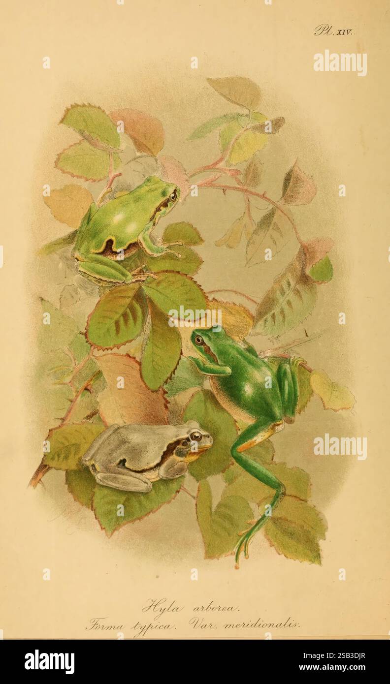 Colorful illustration showcases three distinct species hi-res stock ...
