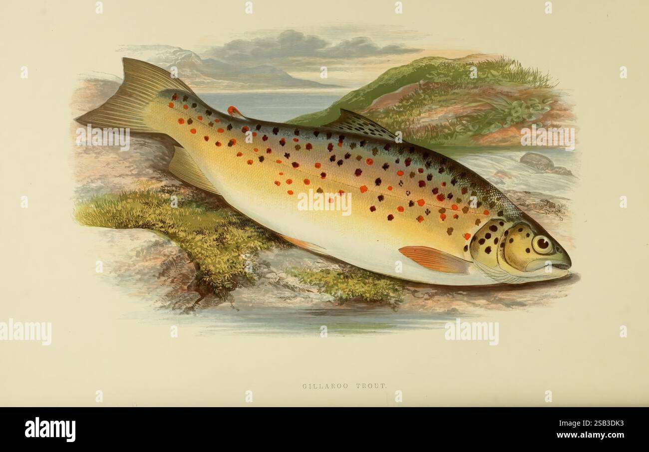 British, fresh, water, fishes, London, W. Mackenzie, 1879, Great ...