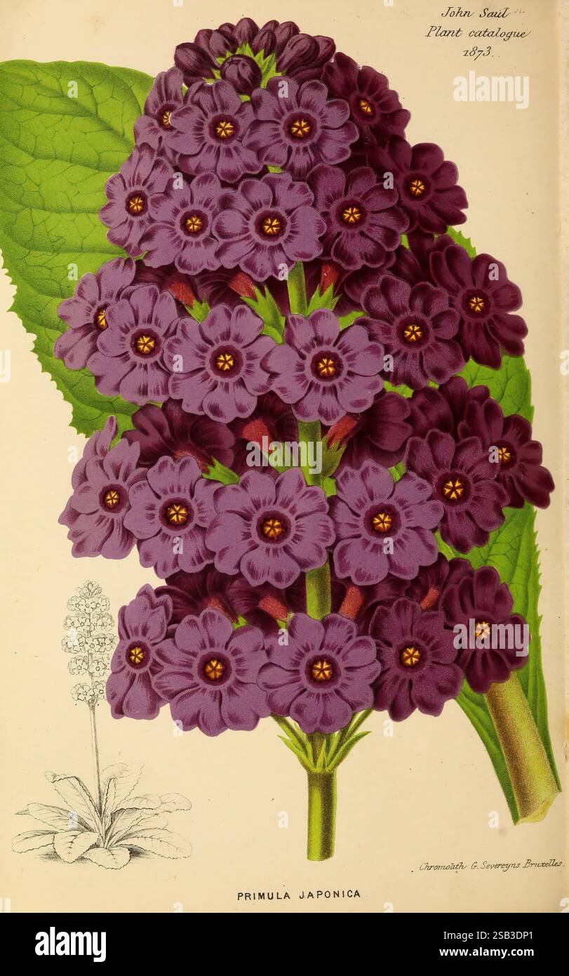 Primula japonica species hi-res stock photography and images - Alamy