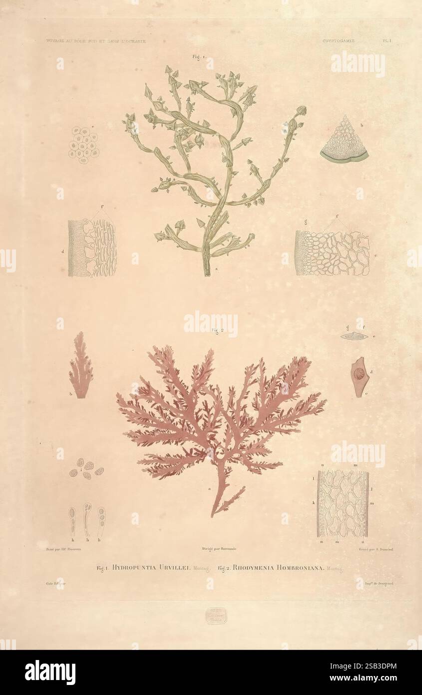 Microscopic views highlight hi-res stock photography and images - Alamy