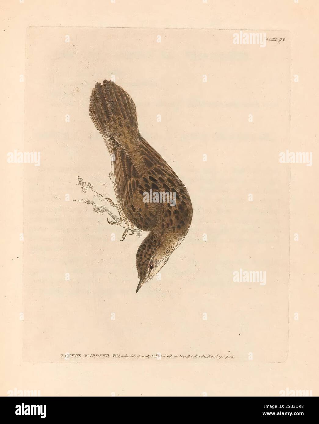 The birds of Great Britain, 1795-1801, Museum of Comparative Zoology, A ...