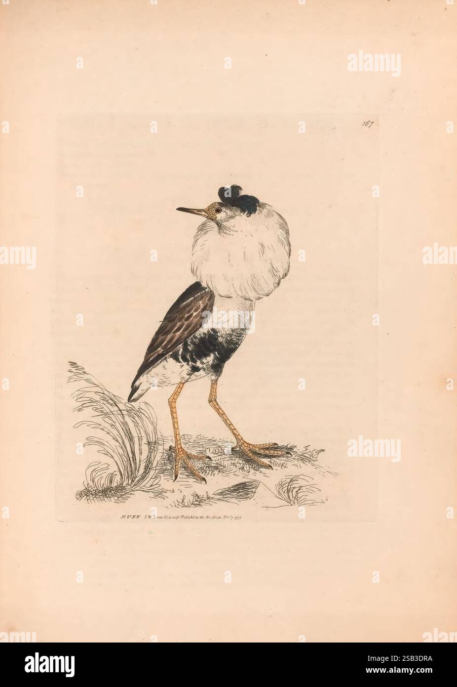 Distinctive fluffy white collar hi-res stock photography and images - Alamy