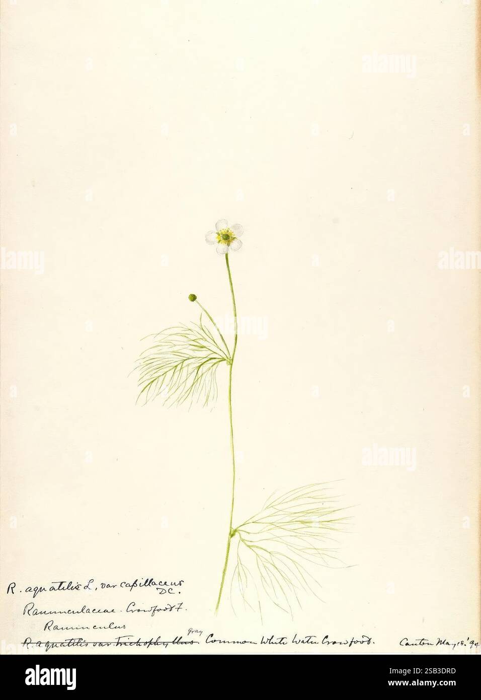 Cursive accompany hi-res stock photography and images - Alamy