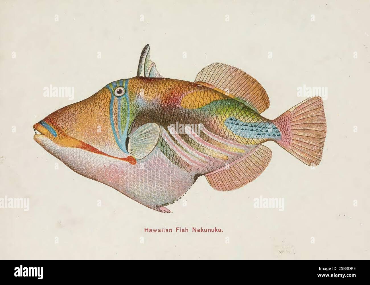 Hawaiian fishes. Honolulu, Island Curio Co, [between 1905 and 1910 ...