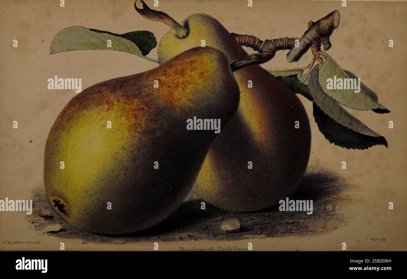 Smooth skin displaying hi-res stock photography and images - Alamy