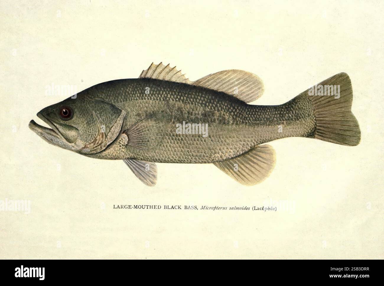 The, fishes, of, Illinois, Springfield, Ill, Illinois, State, Journal ...