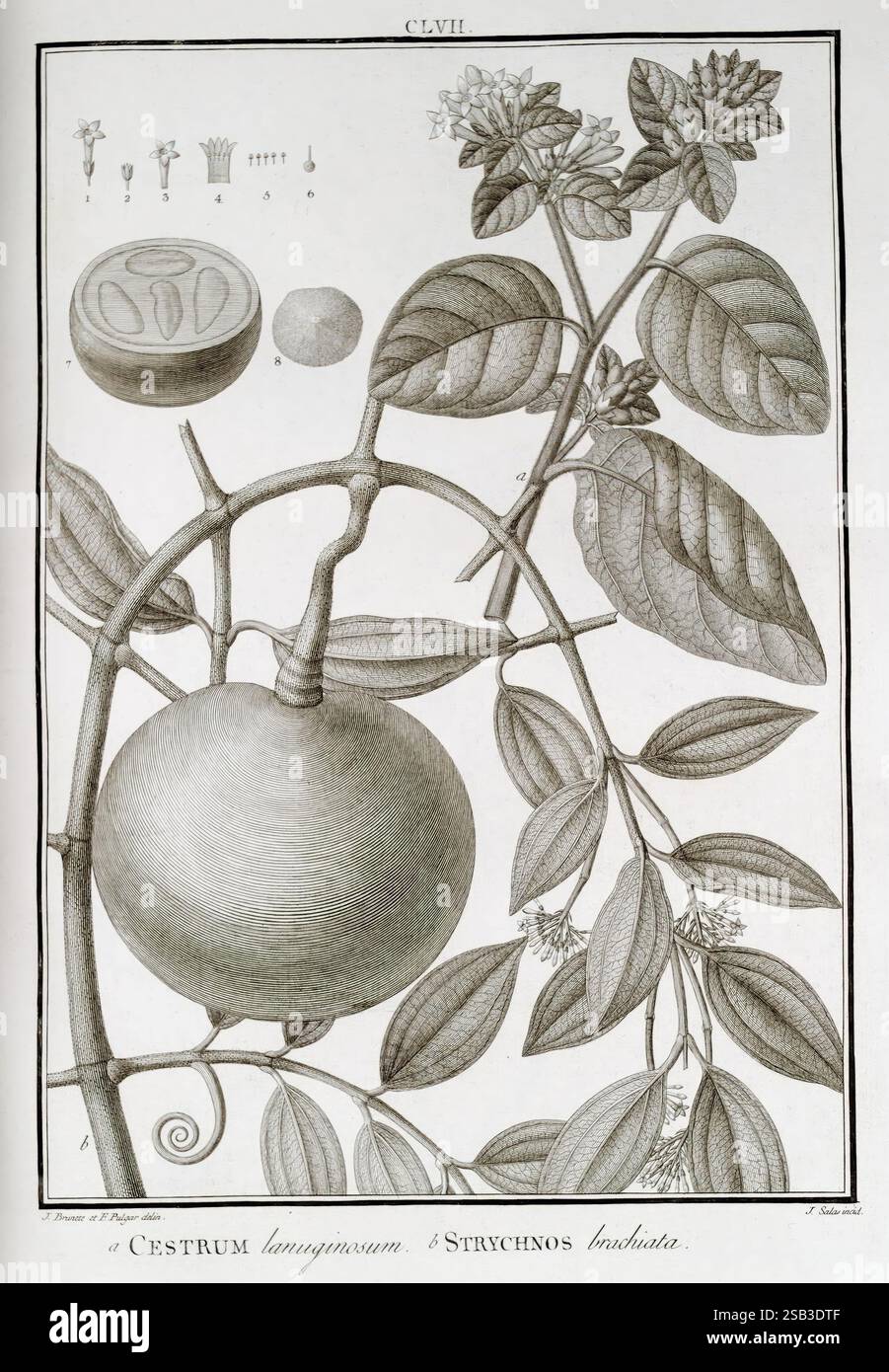 Flora Peruviana, et Chilensis, sive, Descriptiones et icones plantarum ...